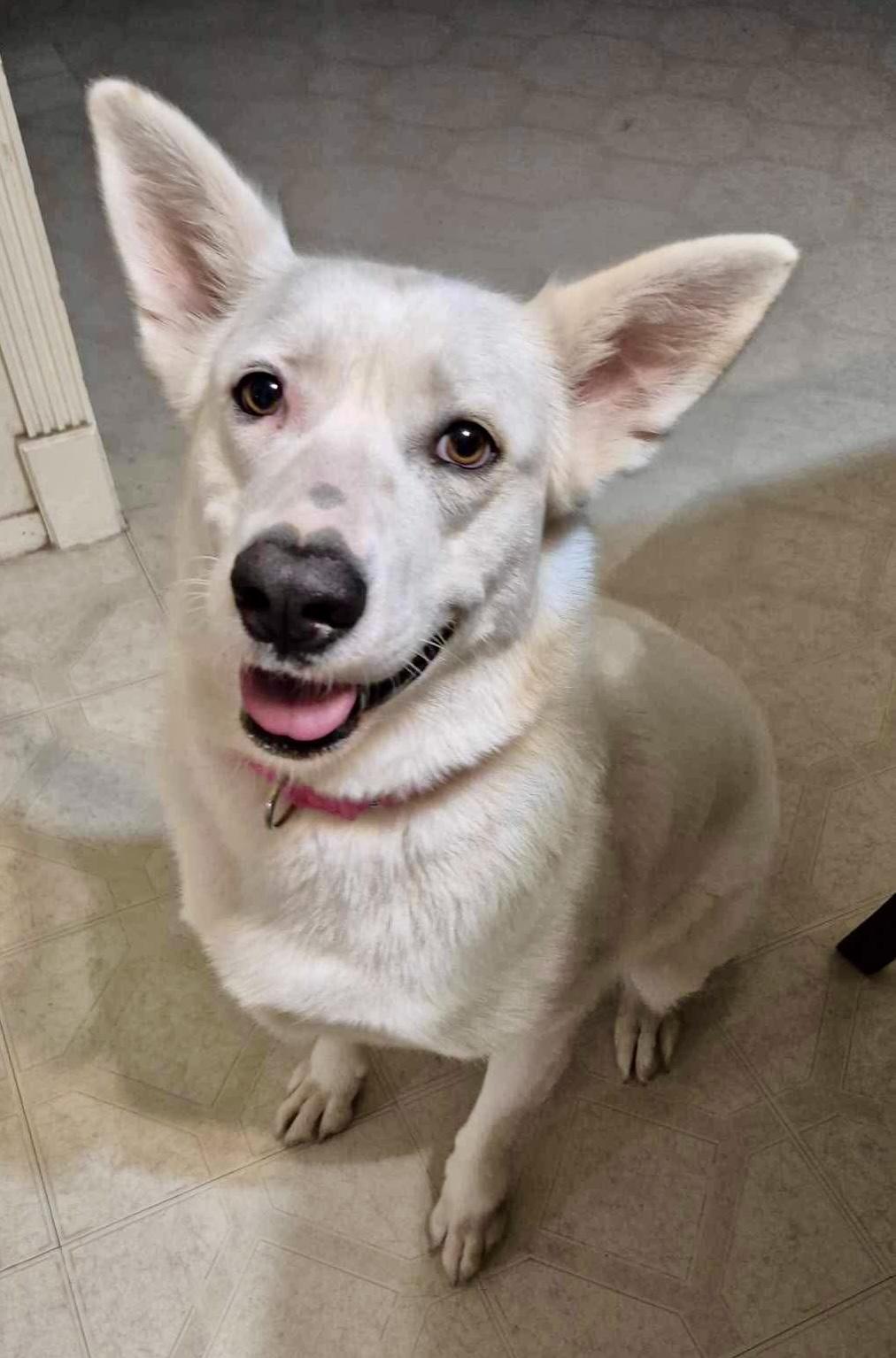 Dog for adoption - Patty, a Labrador Retriever & German Shepherd Dog ...