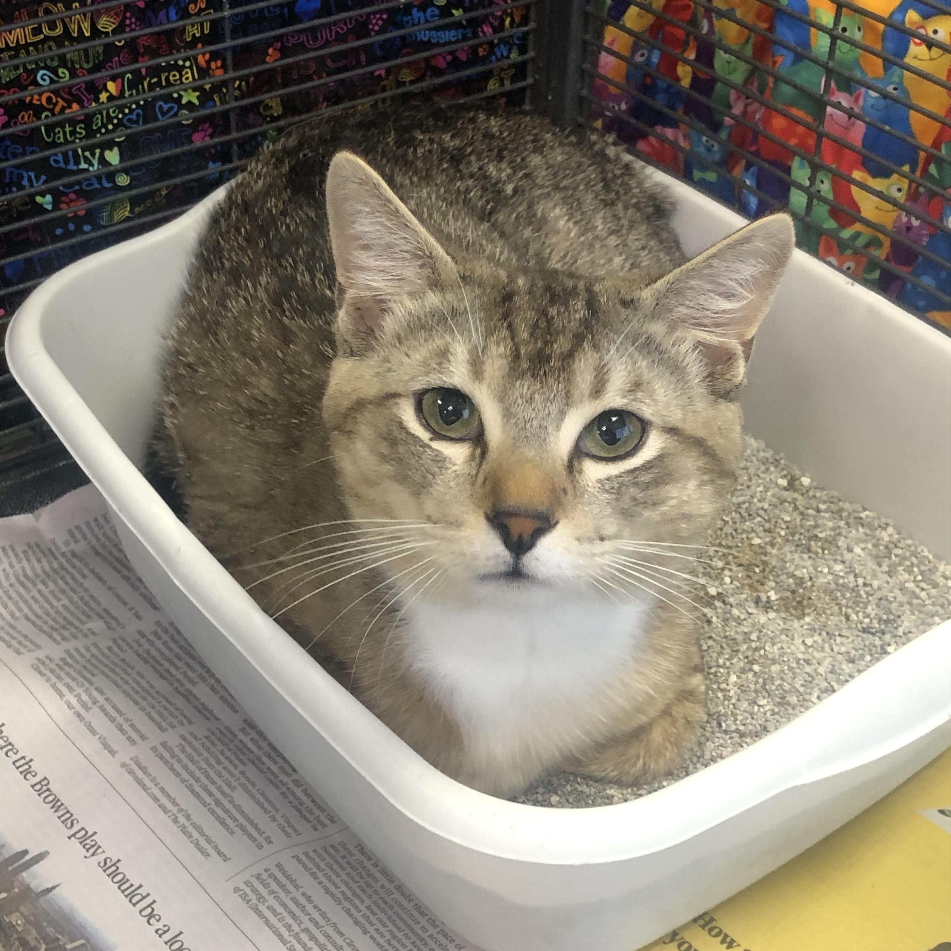 Cat for adoption - Rambo, a Domestic Short Hair in Parma, OH | Petfinder