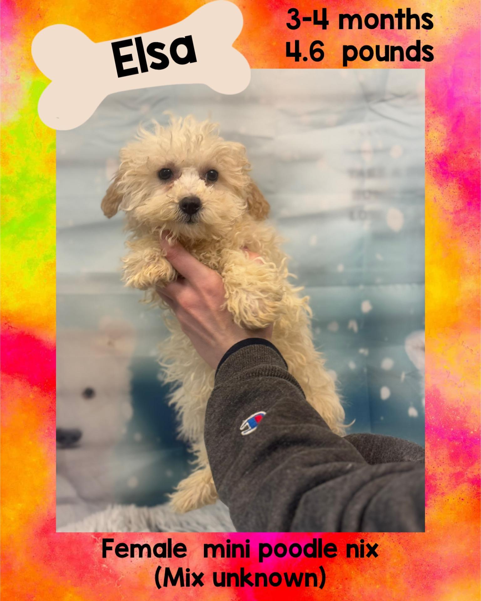 Dog for adoption - Elsa, a Miniature Poodle Mix in Manchester, CT ...