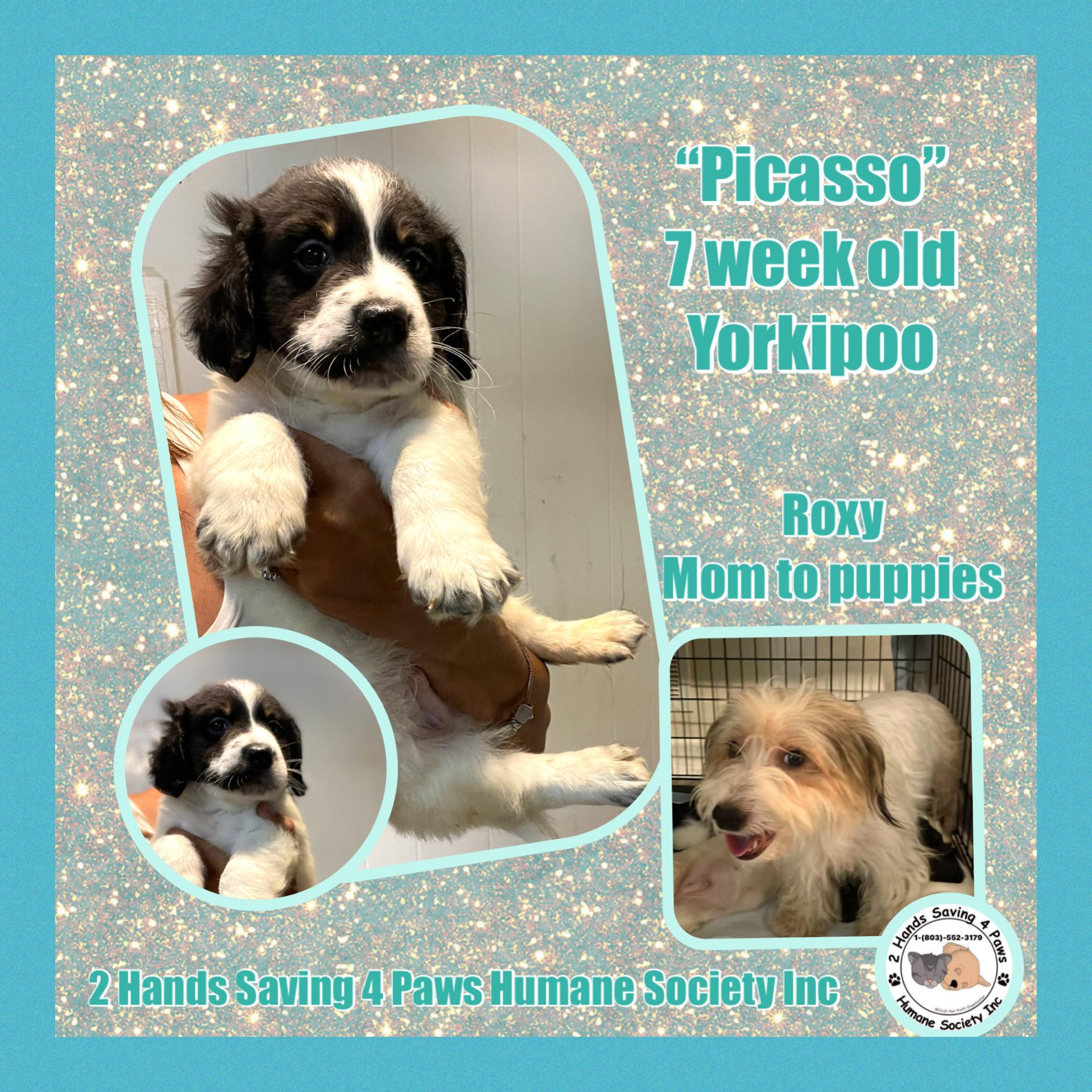 Dog for adoption - Picasso, a Yorkie Poo in Totowa, NJ | Petfinder