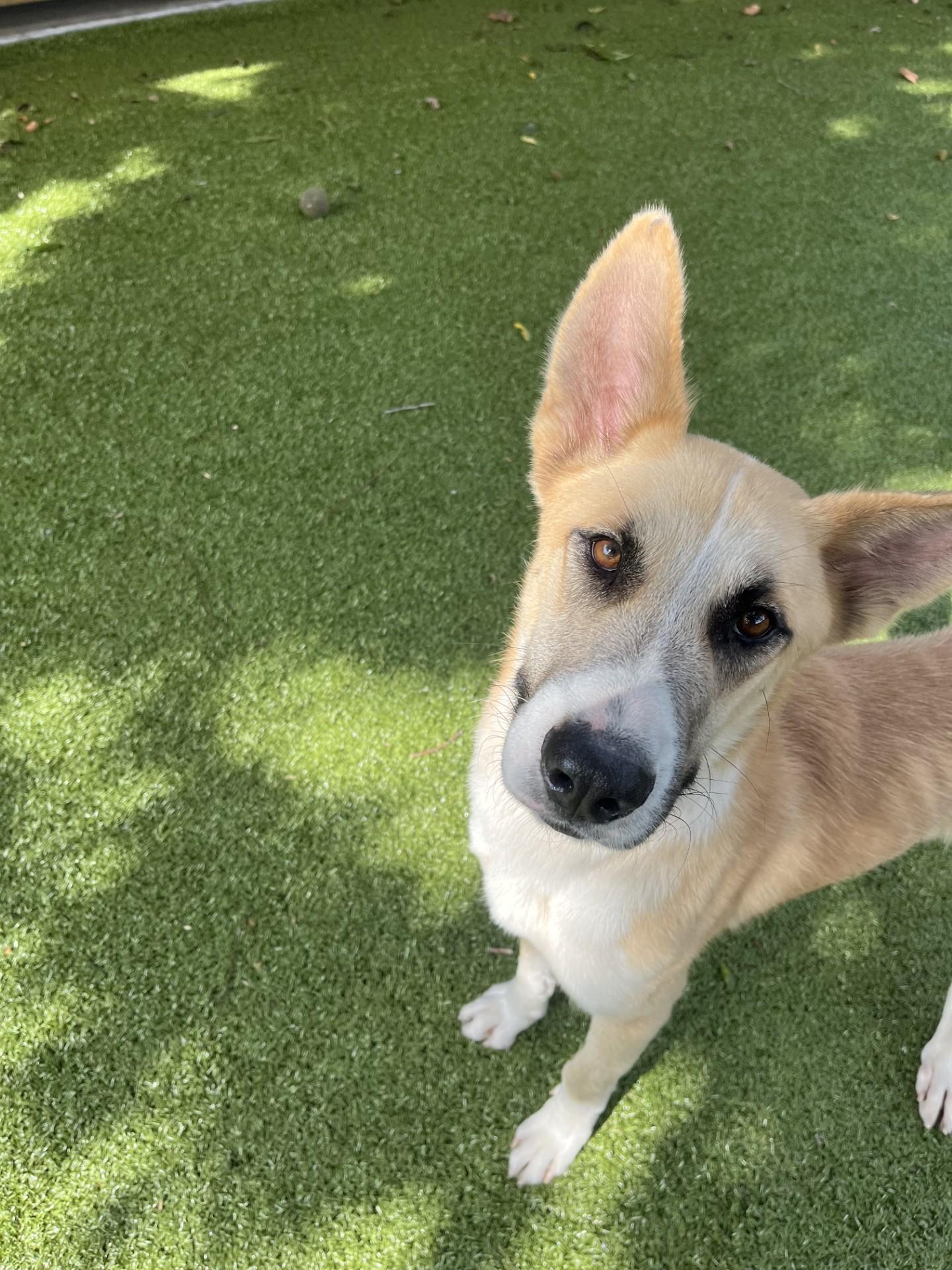 Dog for adoption - Thaddeus, a German Shepherd Dog Mix in Hilton Head ...