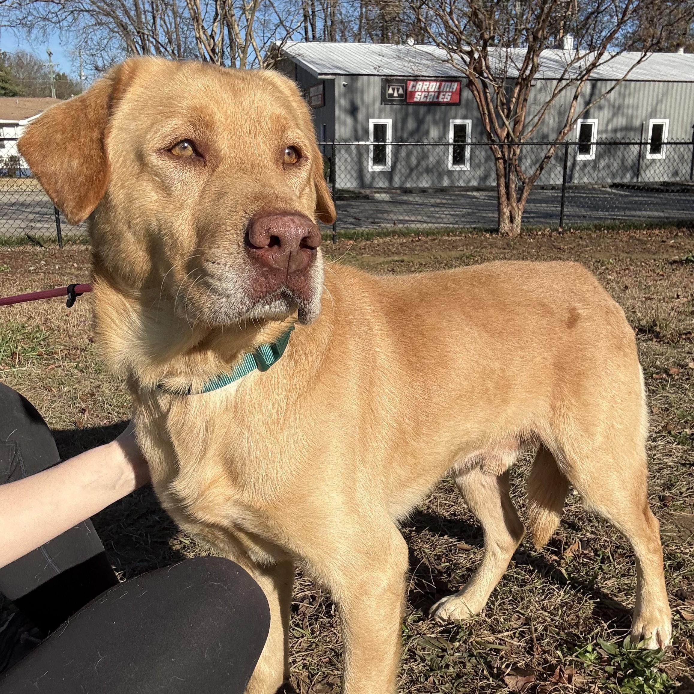 Dog for adoption - Mud, a Yellow Labrador Retriever in Frederick , MD ...