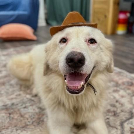 Dog for adoption - Julius the Gentle Giant, a Great Pyrenees & Yellow ...