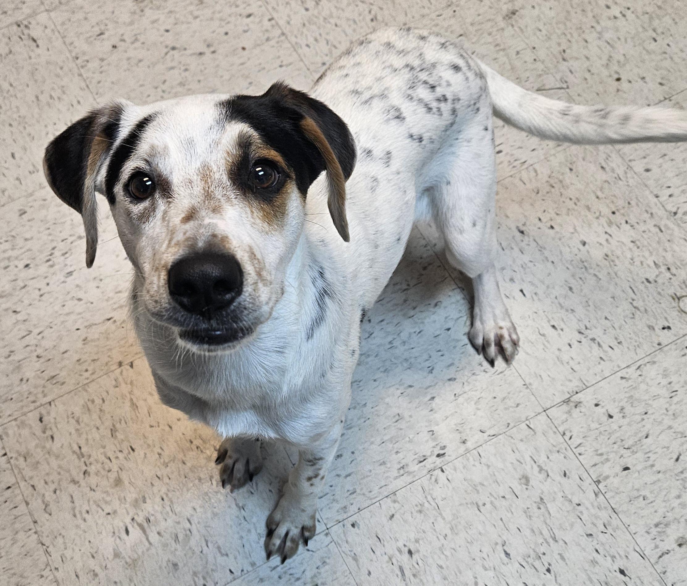 Dog for adoption - Dallie, a Mixed Breed in Decatur, TX | Petfinder