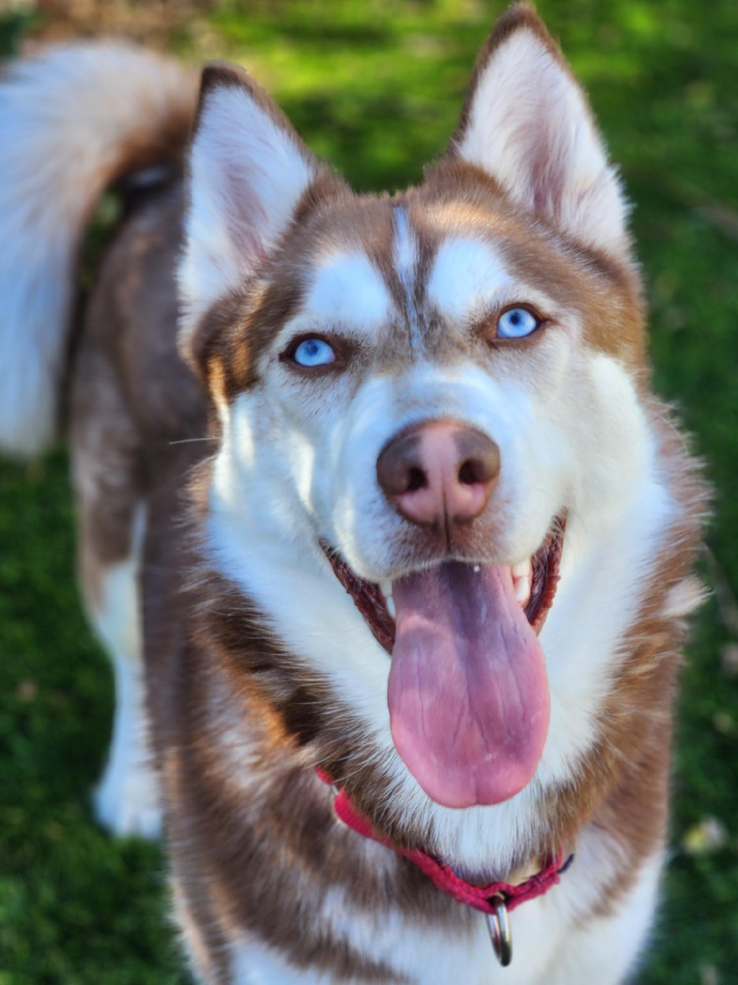 Dog for adoption - Merlot, a Siberian Husky in Matawan, NJ | Petfinder