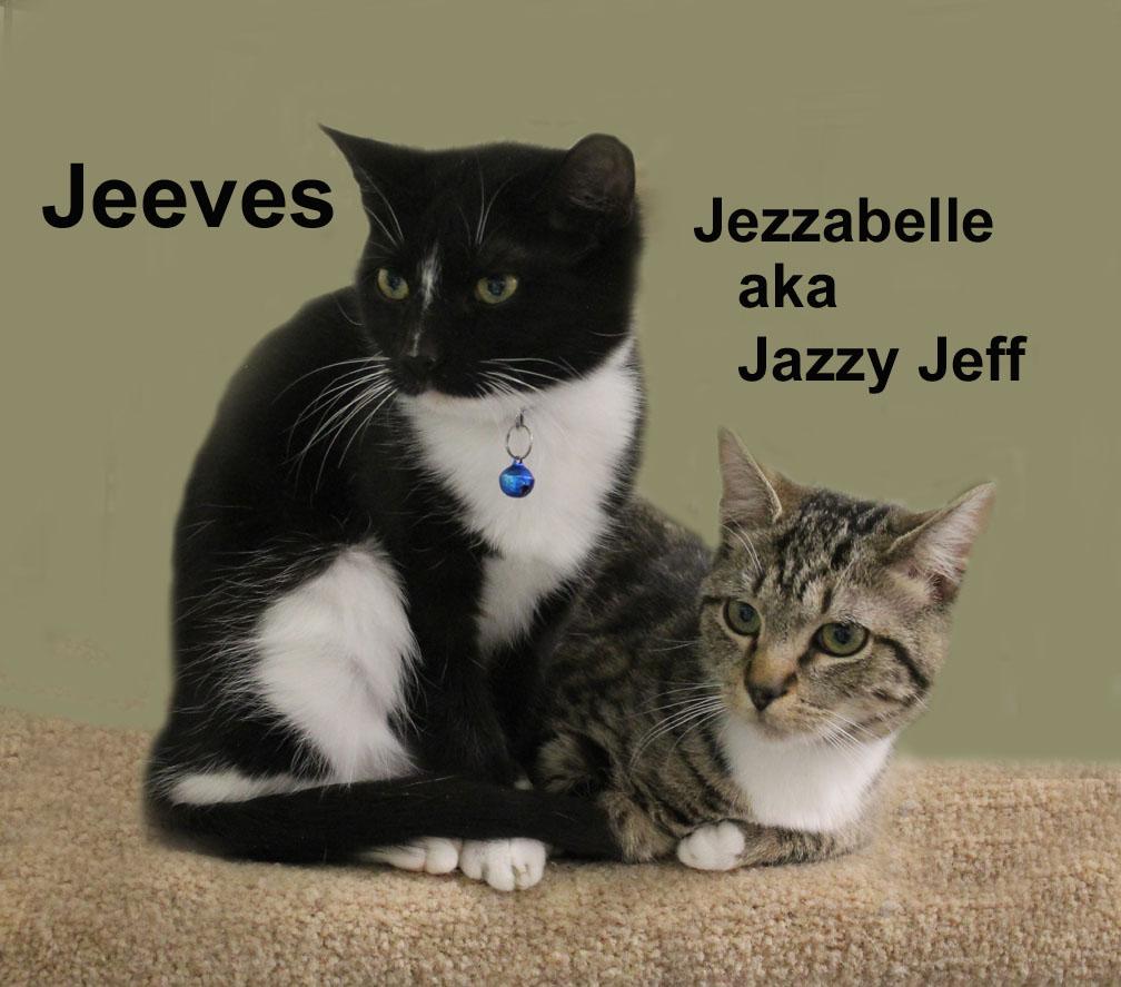 Cat for adoption - Jeeves Pip. (sweet female; sister to Jellybean and ...