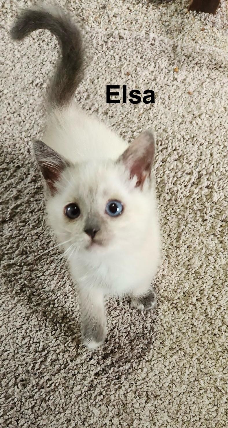 Cat for adoption - Elsa, a Siamese in Sheboygan, WI | Petfinder