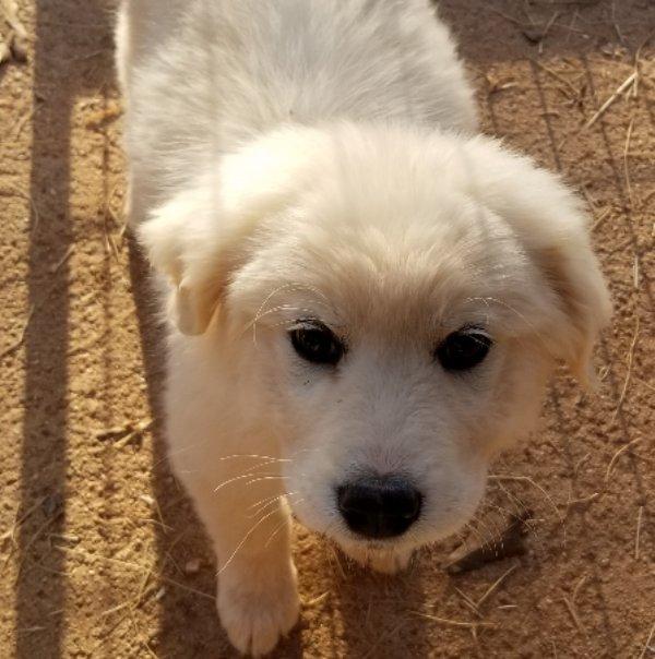 Dog for adoption - Mayo, a Great Pyrenees & Labradoodle Mix in ...
