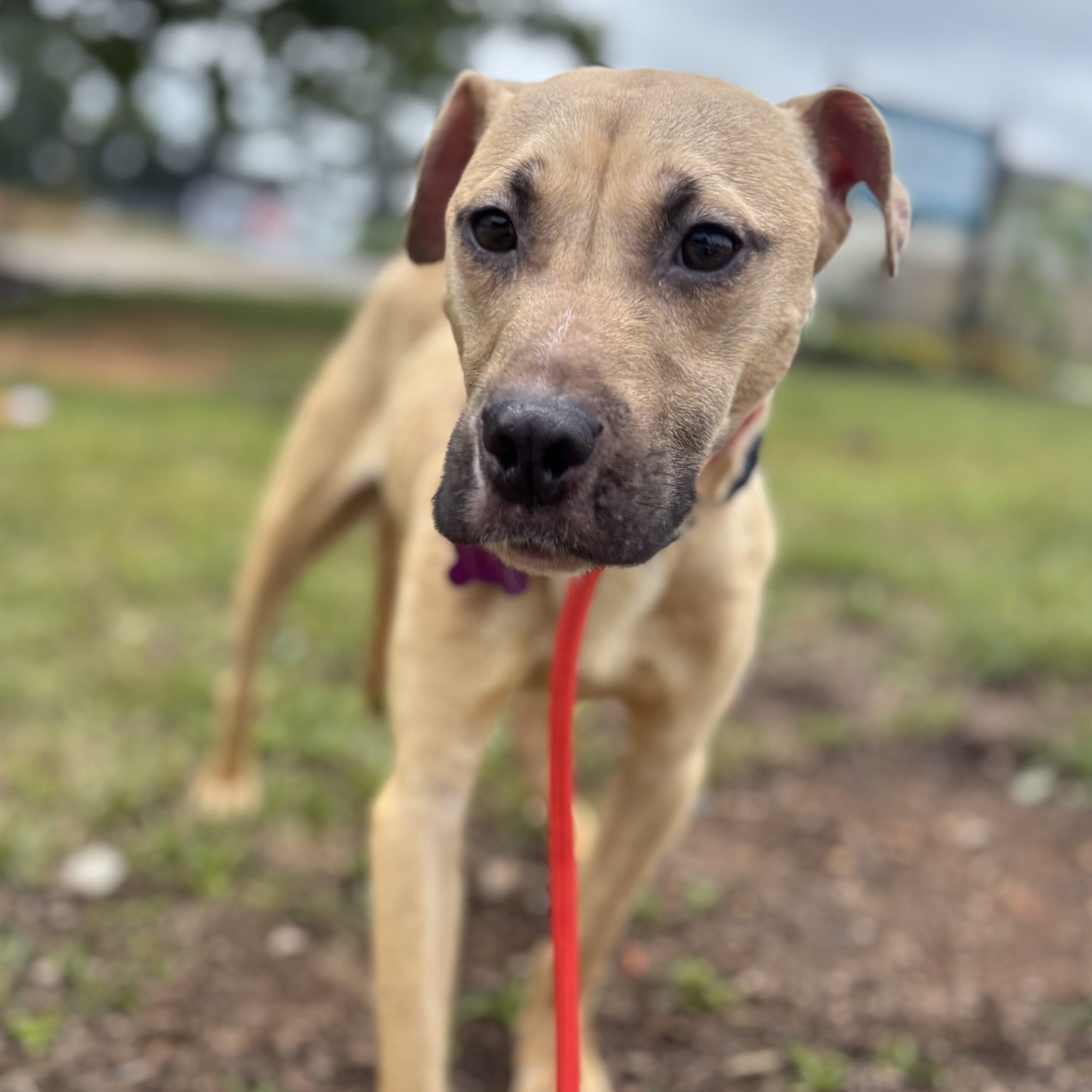 Dog for adoption - T-Rex, a Labrador Retriever Mix in West Chester, PA ...