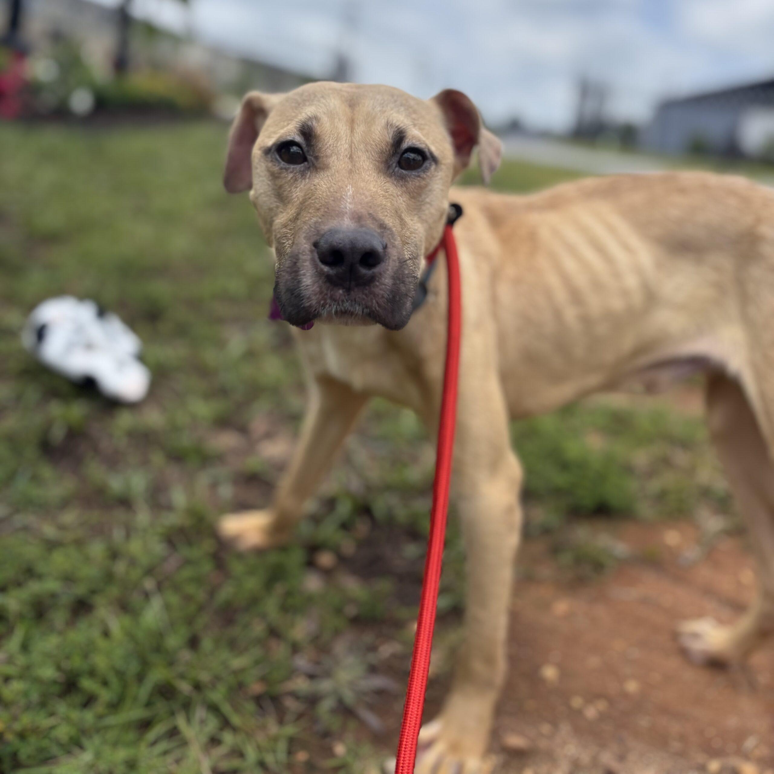 Dog for adoption - T-Rex, a Labrador Retriever Mix in West Chester, PA ...