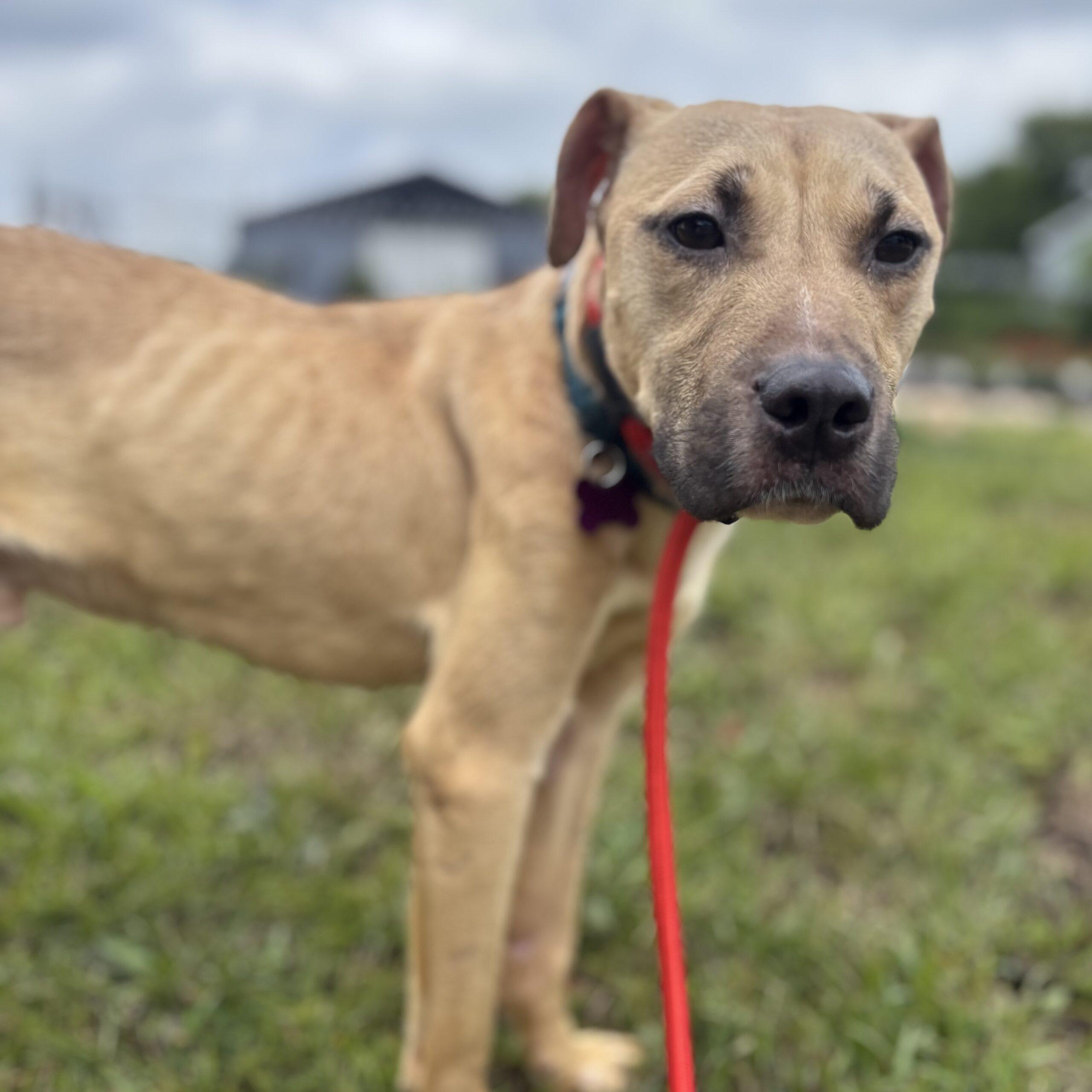 Dog for adoption - T-Rex, a Labrador Retriever Mix in West Chester, PA ...
