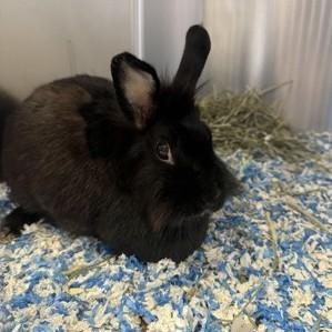 Morticia - Adoptable Pet | Petfinder | Petfinder