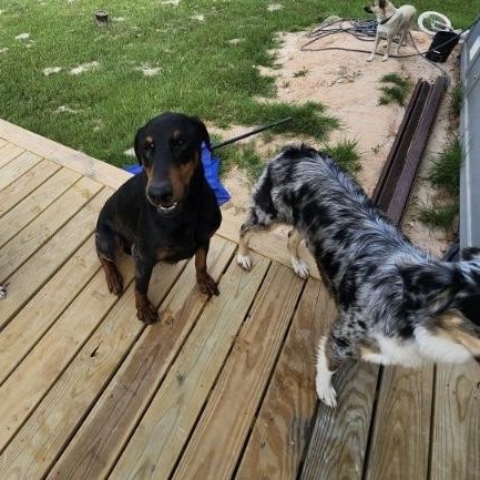 Dog for adoption - Meet Rufus – A Big, Lovable Goofball! (Weighs 80 lbs ...