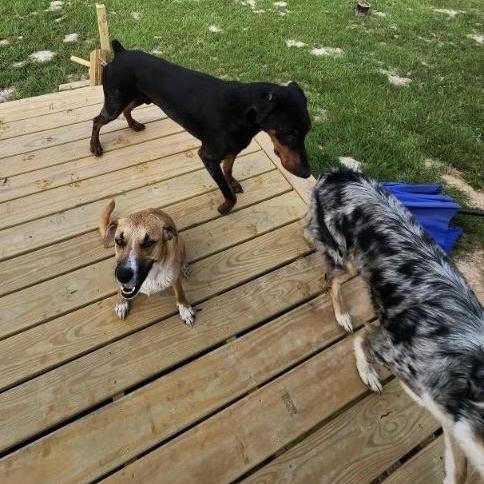 Dog for adoption - Meet Rufus – A Big, Lovable Goofball! (Weighs 80 lbs ...