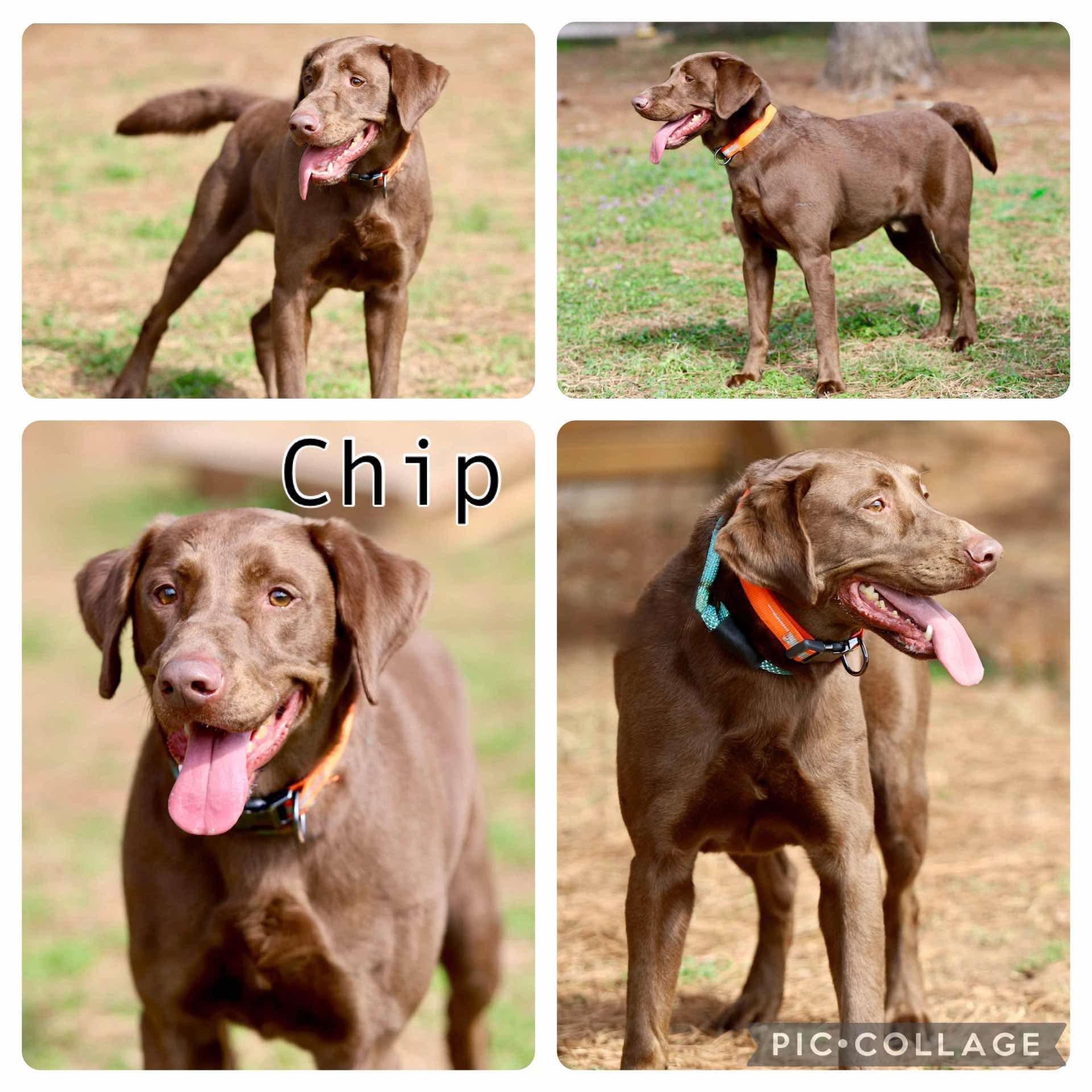 Dog for adoption - Chip, a Chocolate Labrador Retriever Mix in ...