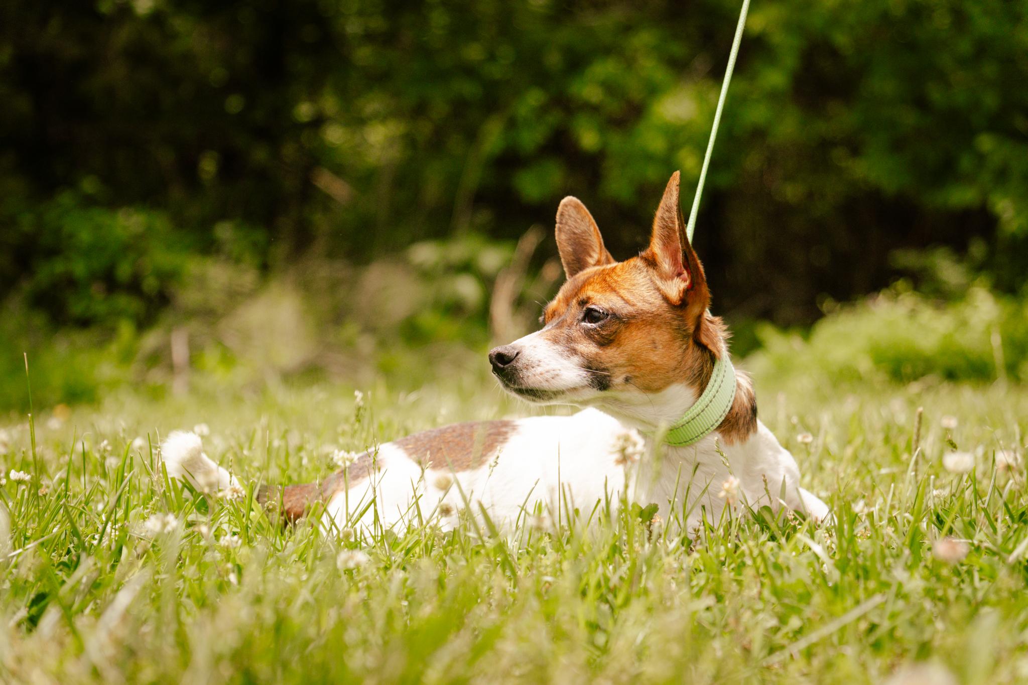 Dog for adoption - Taz - Transport, a Chihuahua Mix in Washington, PA ...