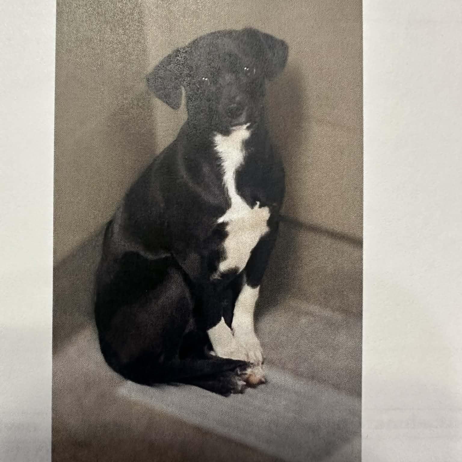Sydney - Adoptable Pet | Petfinder | Petfinder