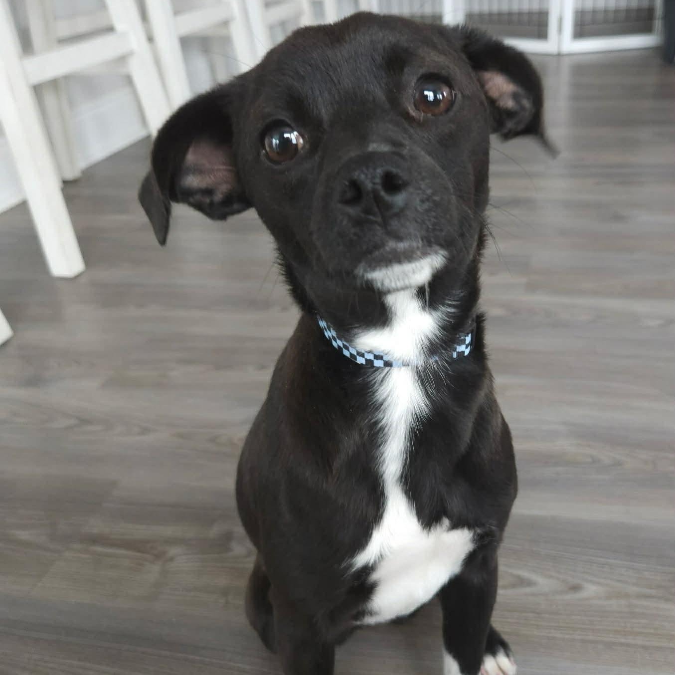 Sydney - Adoptable Pet | Petfinder | Petfinder