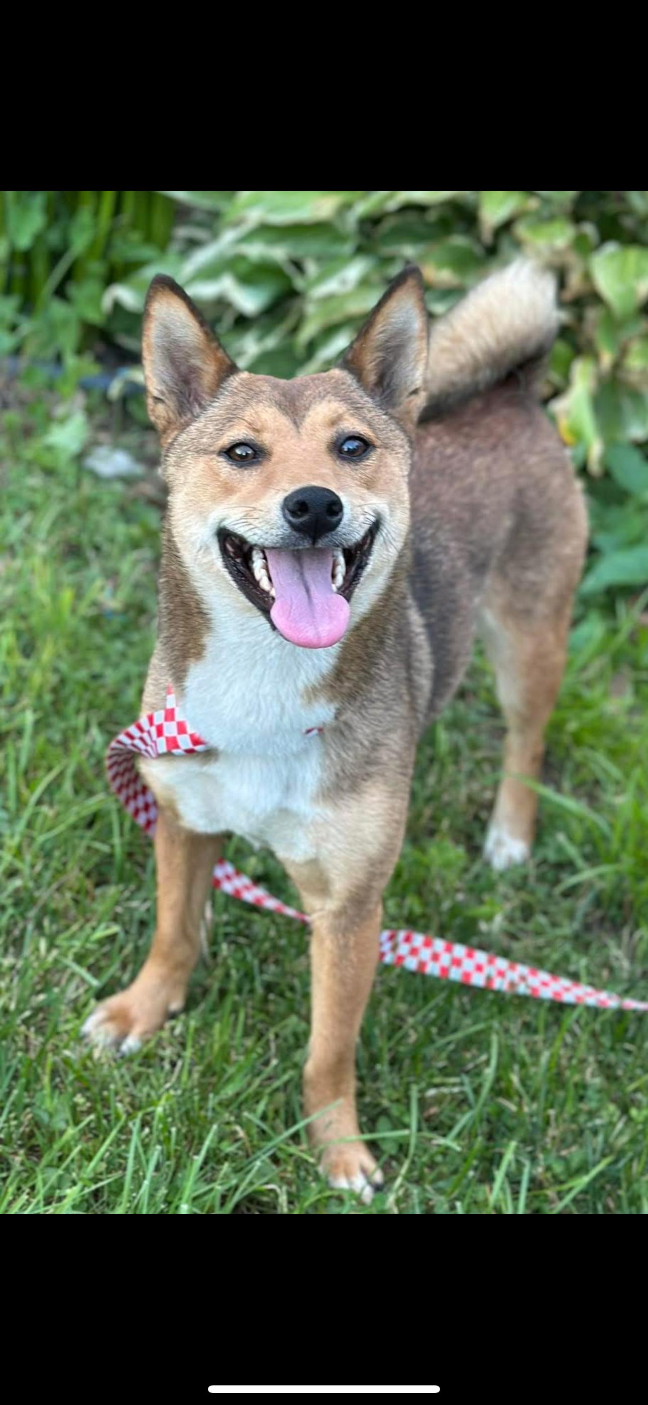 Dog for adoption - Banjo, a Shiba Inu in Kutztown, PA | Petfinder