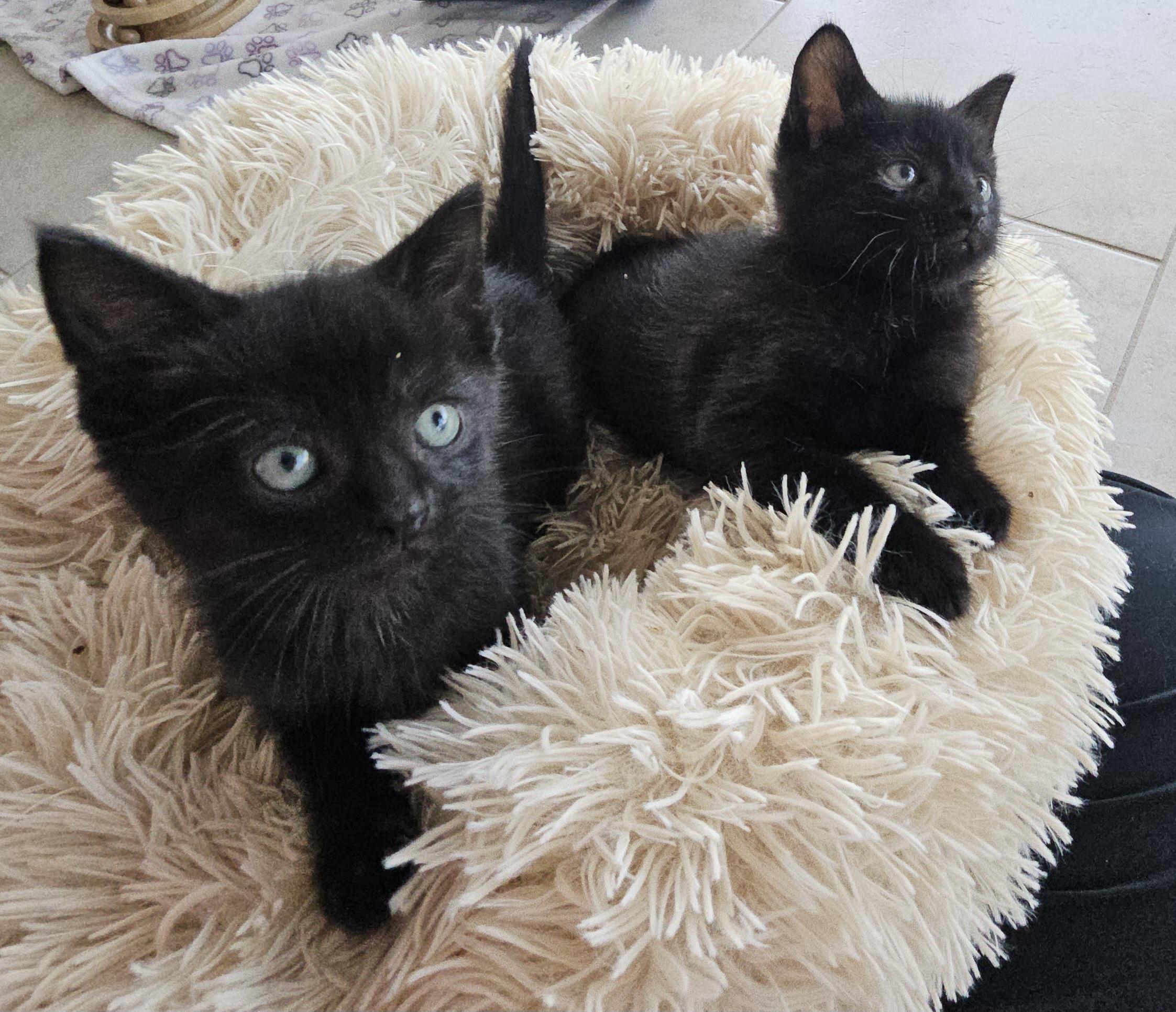 Cat for adoption - Parker & Martin, a Domestic Short Hair in Fort Mill ...