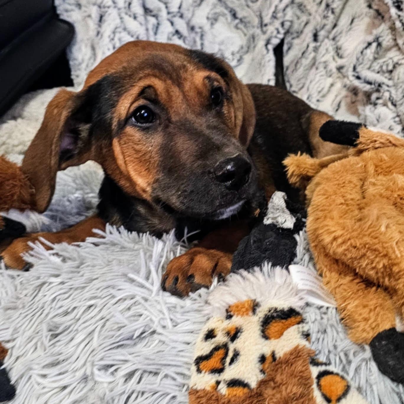 Dog for adoption - Brutus, a Hound & Retriever Mix in Wytheville , VA ...