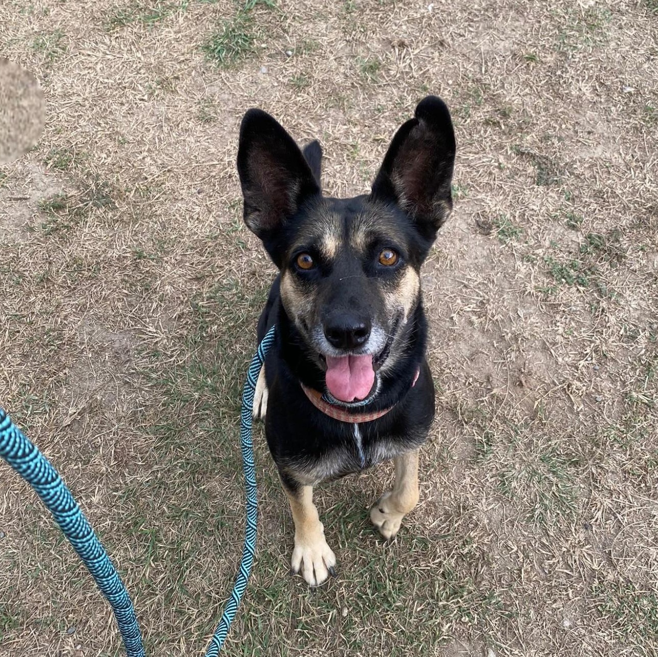 Dog for adoption - Gemma, a Mixed Breed in San Francisco, CA | Petfinder
