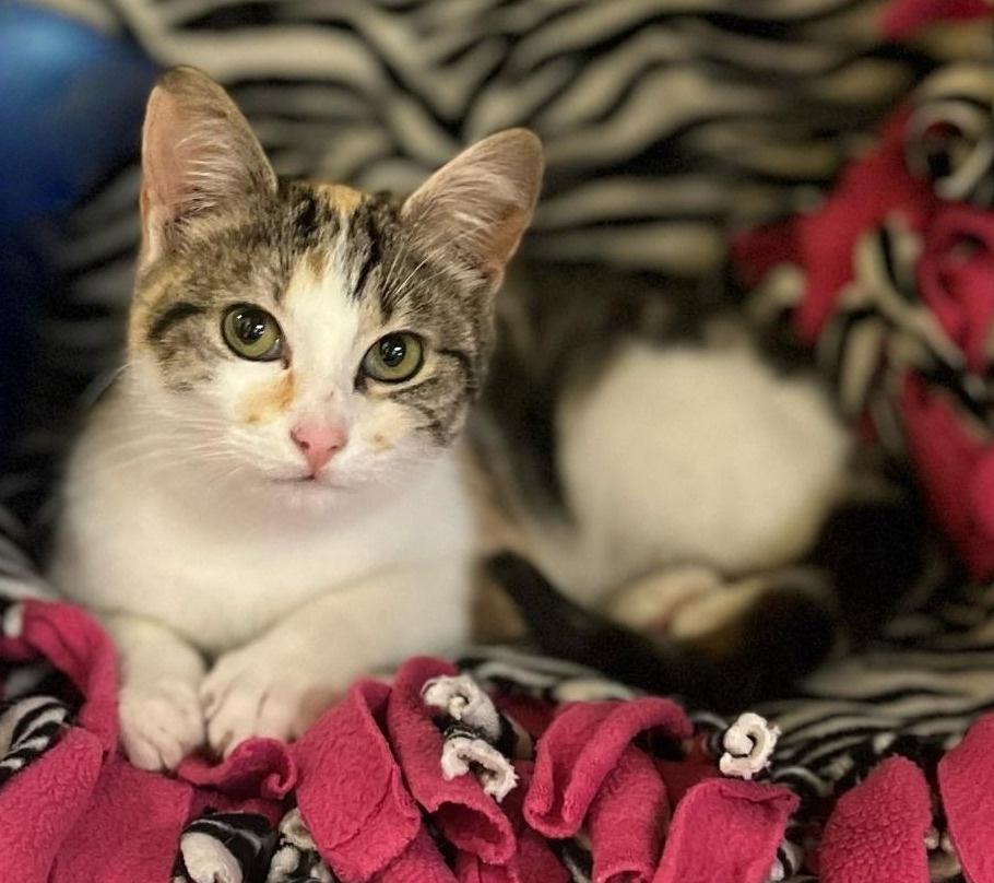 Cat for adoption - Penelope-I'm a Caliby (Calico/Tabby)!!!, a Calico ...