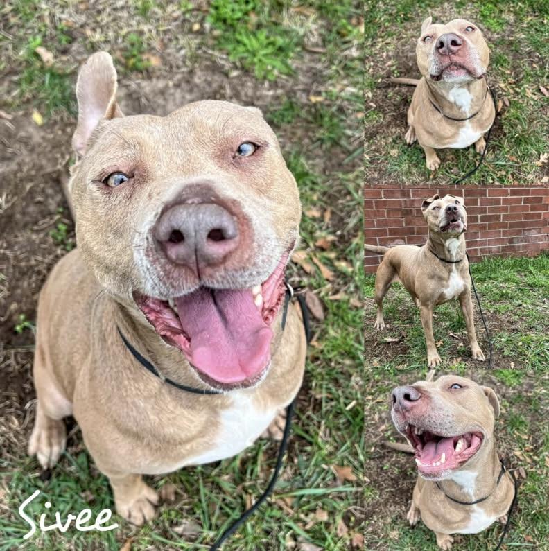 Dog for adoption - Sivee, a Pit Bull Terrier & Staffordshire Bull ...