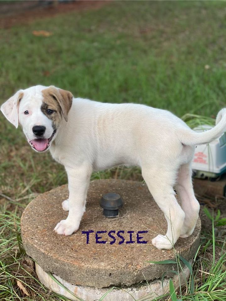 Dog for adoption - Tessie, a Labrador Retriever & Catahoula Leopard Dog ...