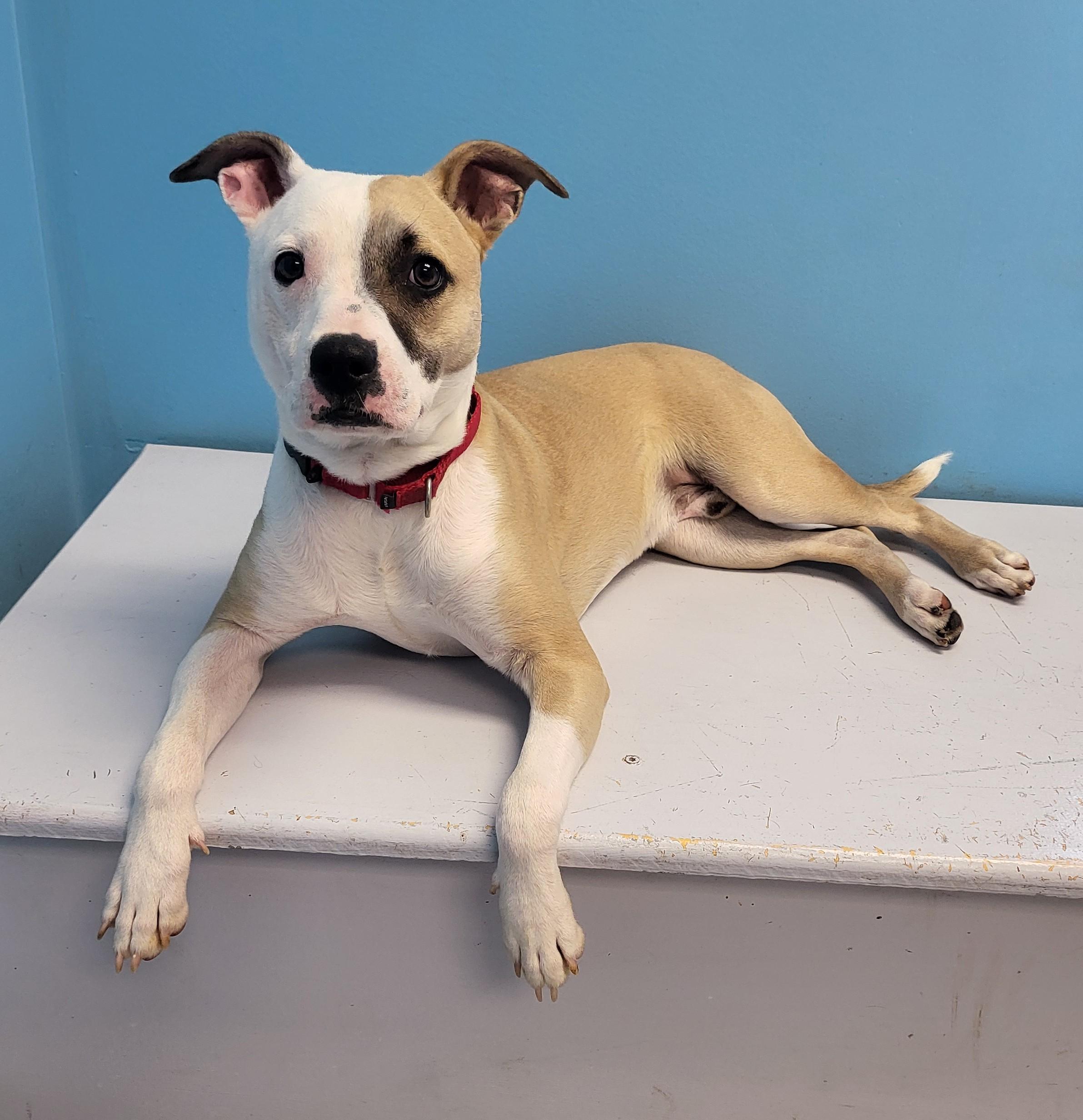 Dog for adoption - Bruce, a Terrier Mix in Normal, IL | Petfinder