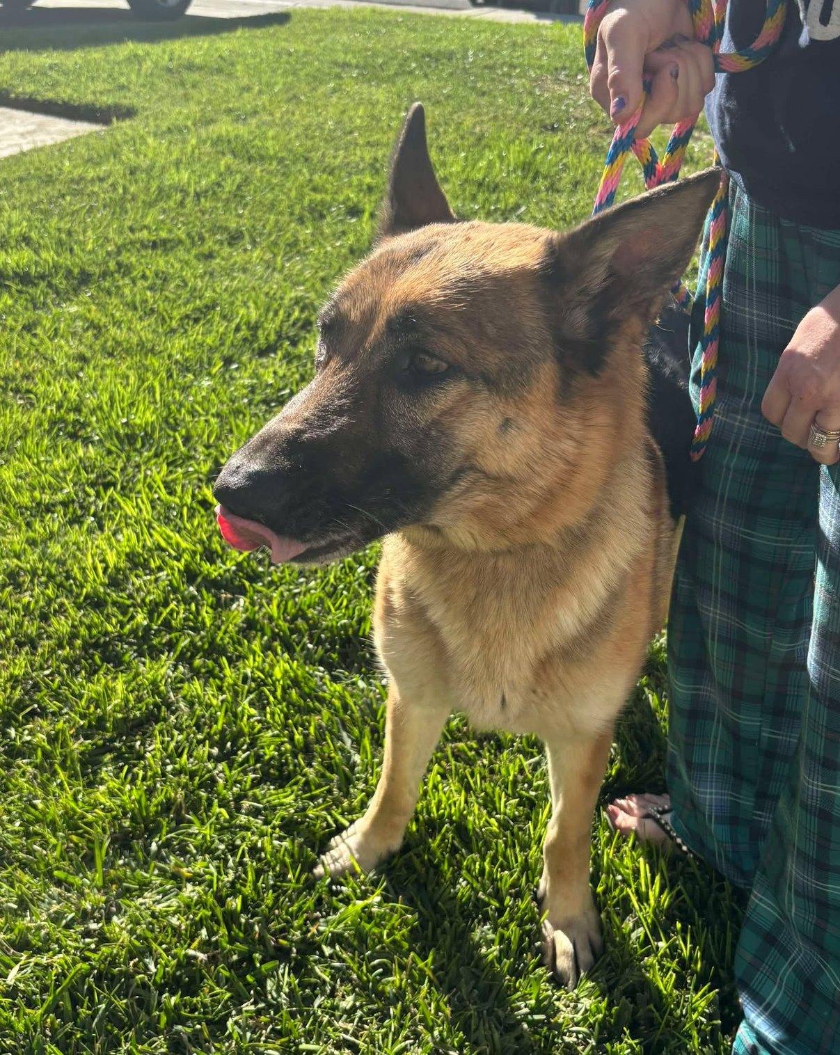 Dog for adoption - Darlene, a German Shepherd Dog in Ventura, CA ...