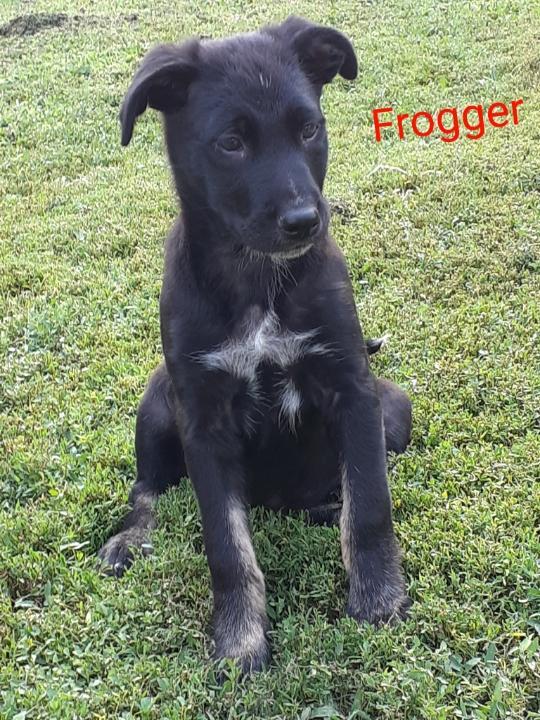 Dog for adoption - Frogger, a Cattle Dog Mix in Sioux City, IA | Petfinder