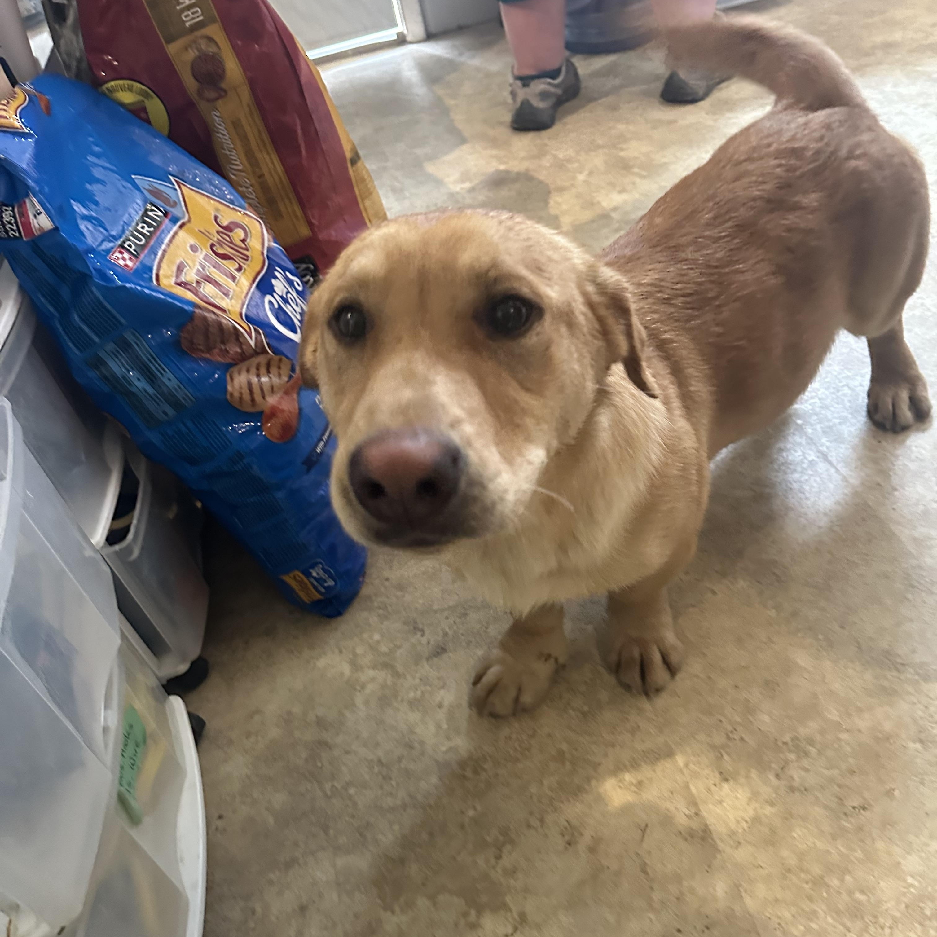 Dog for adoption - Chevy, a German Shepherd Dog & Jack Russell Terrier ...