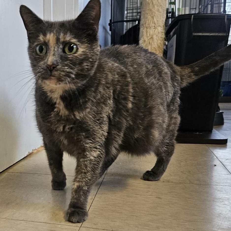 Available Cats for Adoption | Scruffy Paws Animal Rescue RI