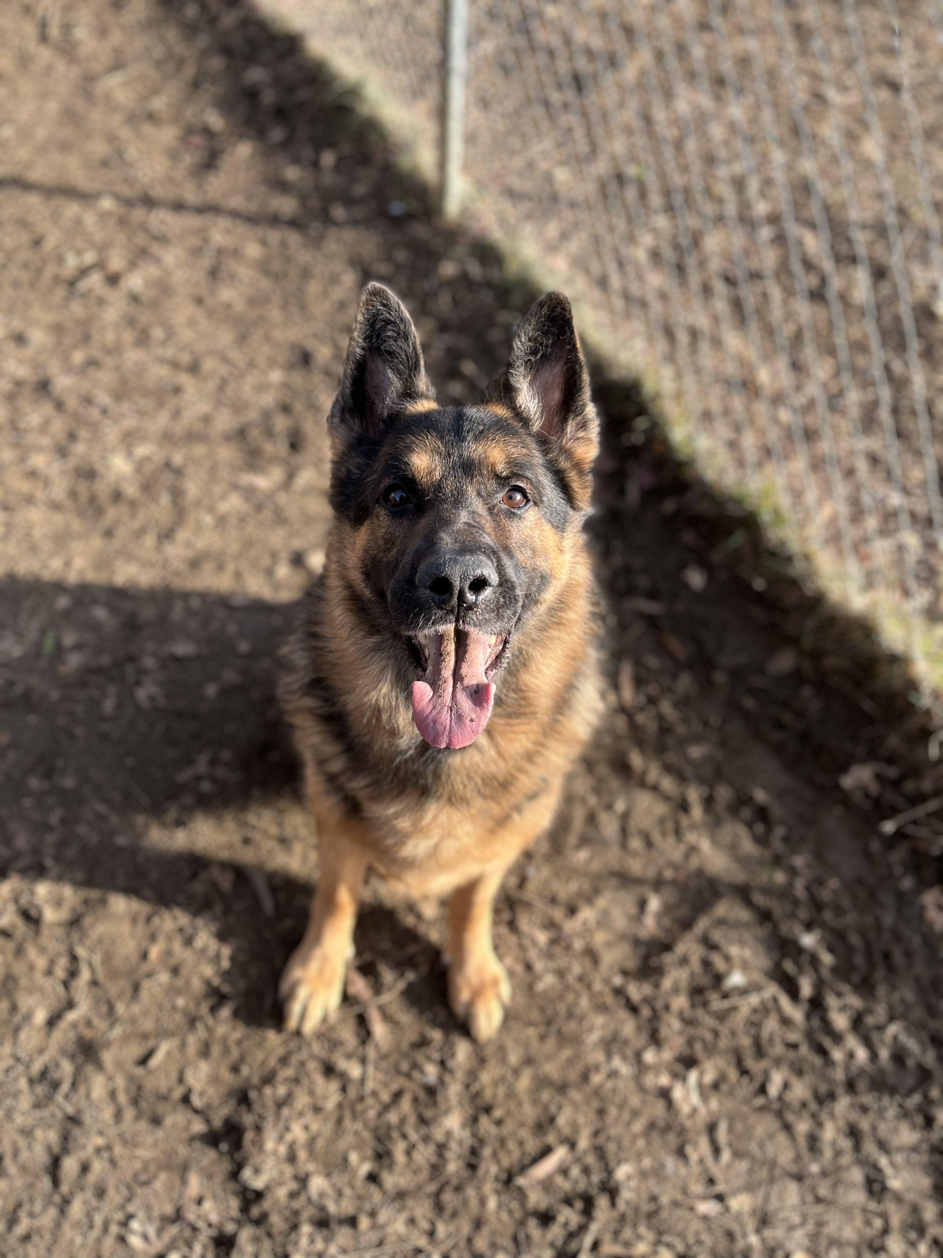 Wrigley - Adoptable Pet | Petfinder | Petfinder
