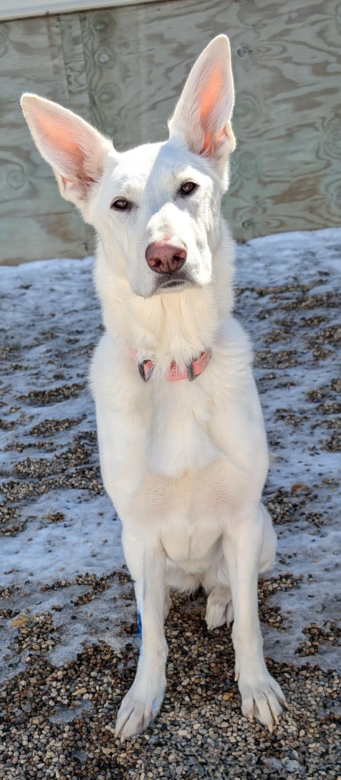 Dog for adoption - Maggie, a German Shepherd Dog in New Ulm, MN | Petfinder