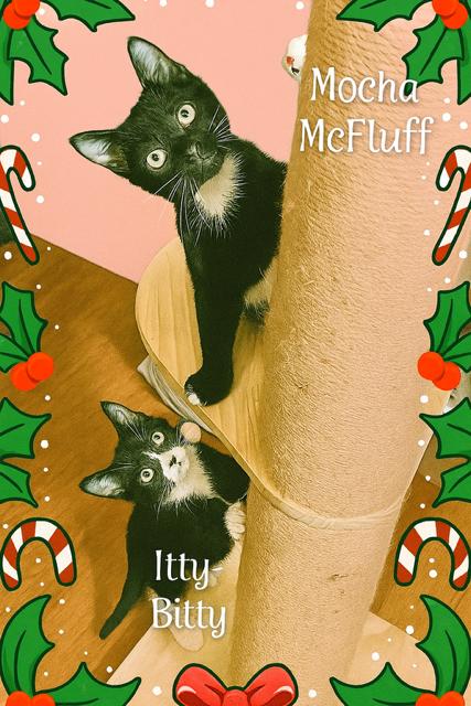 Cat for adoption - December delivery/Mocha McFluff & Itty Bitty Bonded ...