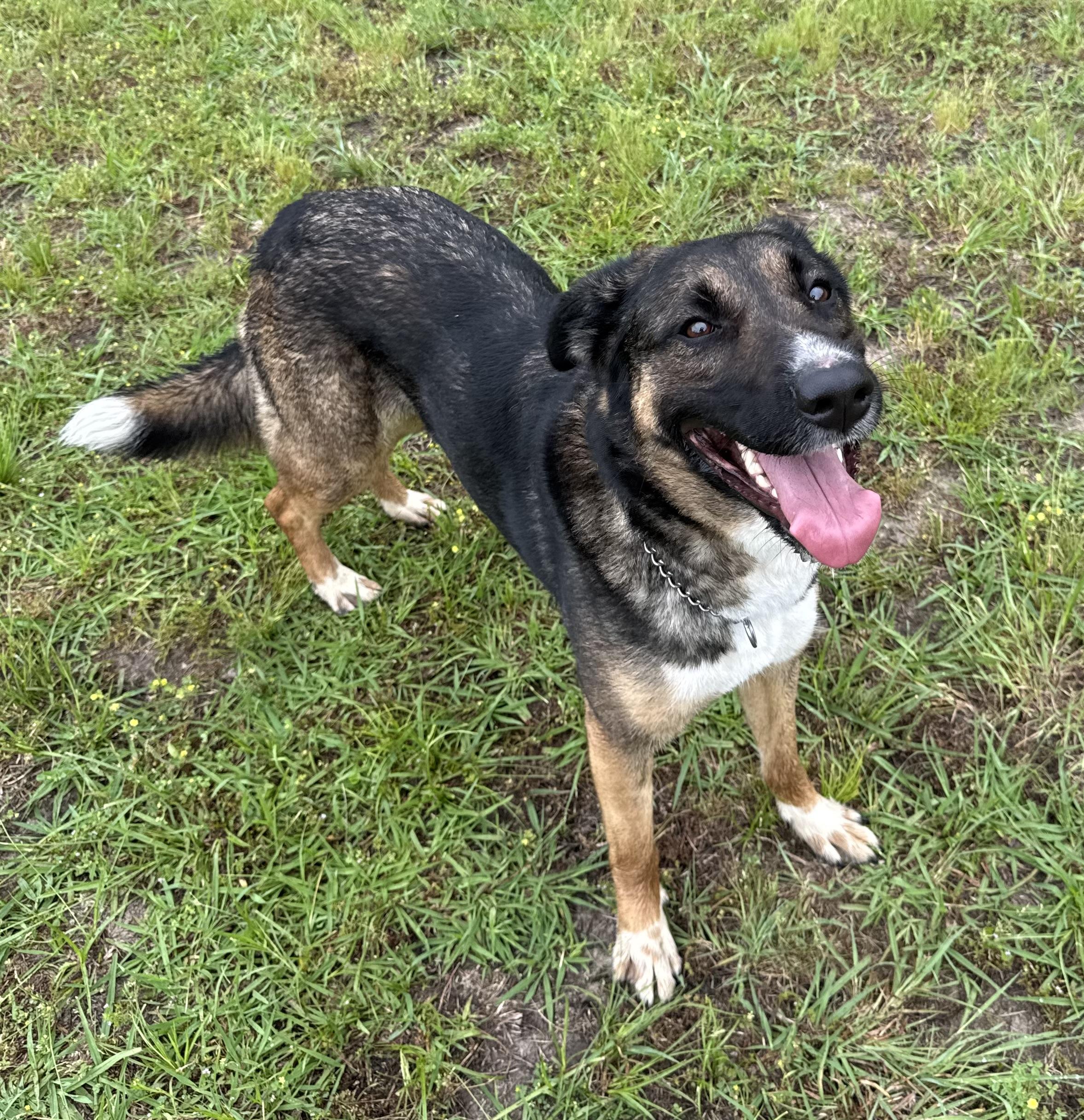 Dog for adoption - Martha, a German Shepherd Dog in Green River, UT ...