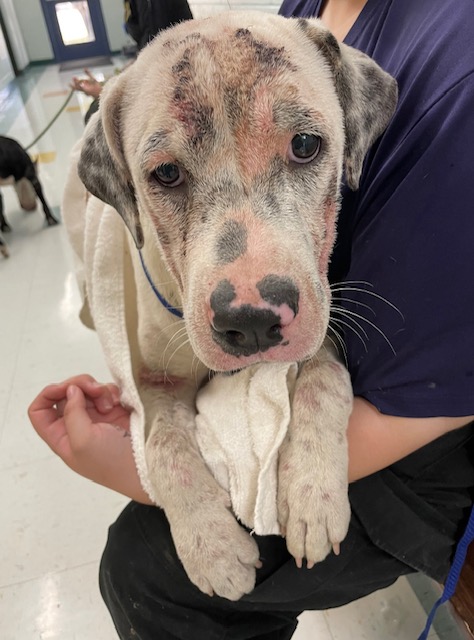 Dog for adoption - Shaye- Neglected rescue girl looking for love!, a ...