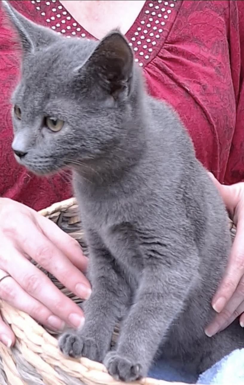 Cat for adoption - RASCAL, a Domestic Short Hair Mix in Homewood, AL ...