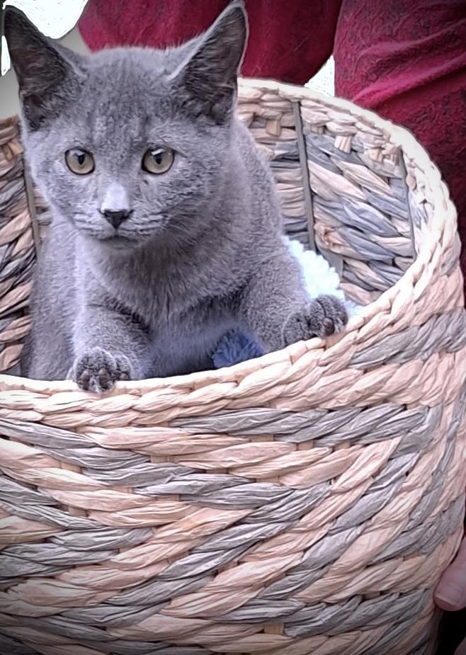 Cat for adoption - RASCAL, a Domestic Short Hair Mix in Homewood, AL ...