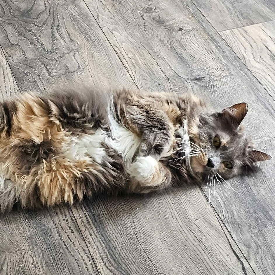 Cat for adoption - Raz, a Dilute Calico in Livonia, MI | Petfinder