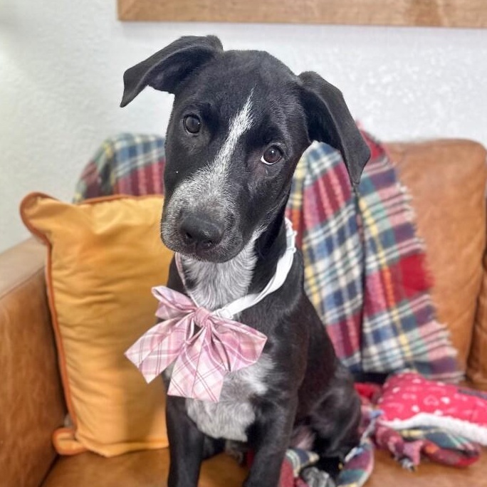 Dog for adoption - Jessa Sunnyside, a Pit Bull Terrier & Labrador ...