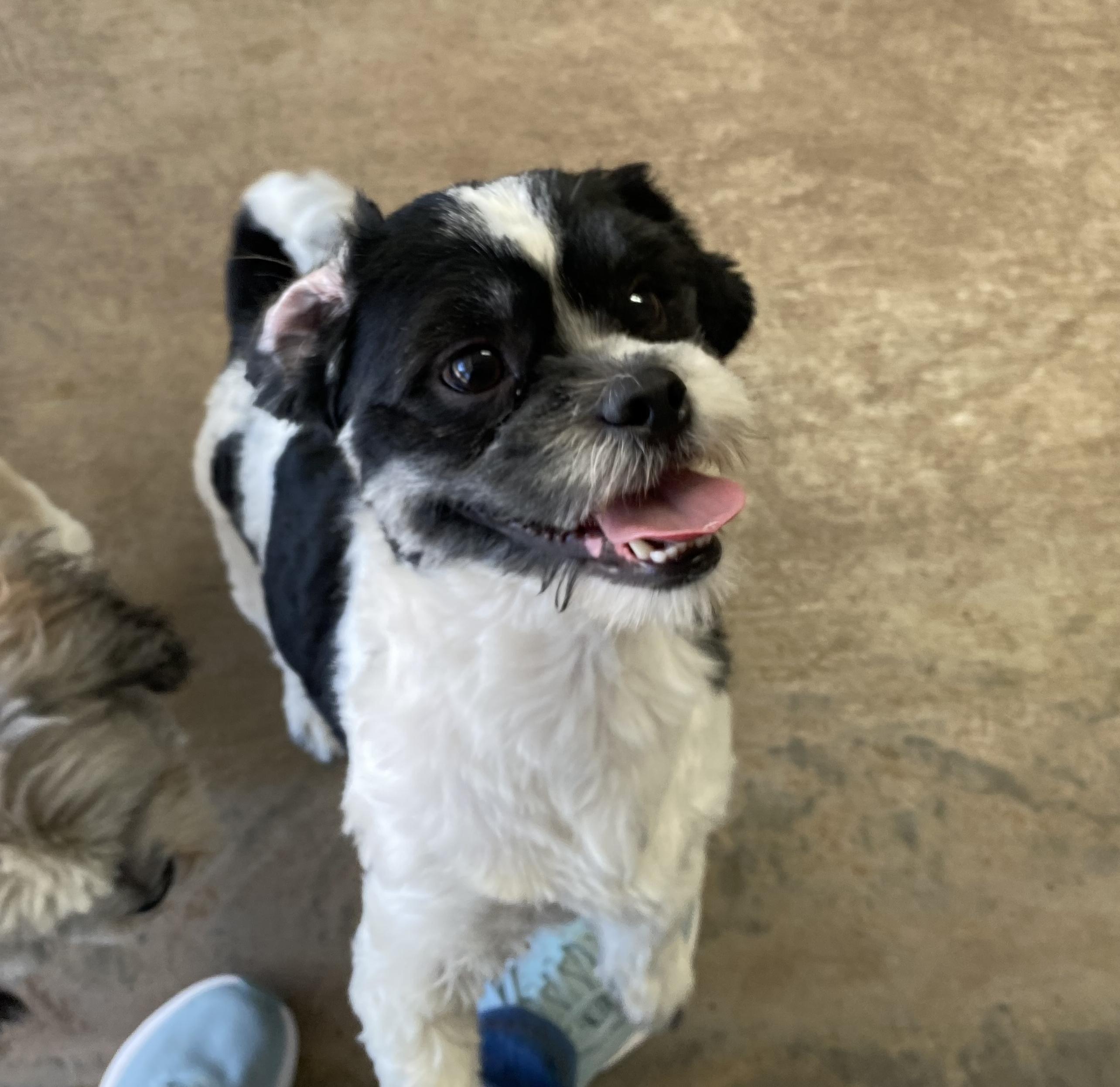 Dog for adoption - Finn, a Shih Tzu in El Paso, TX | Petfinder