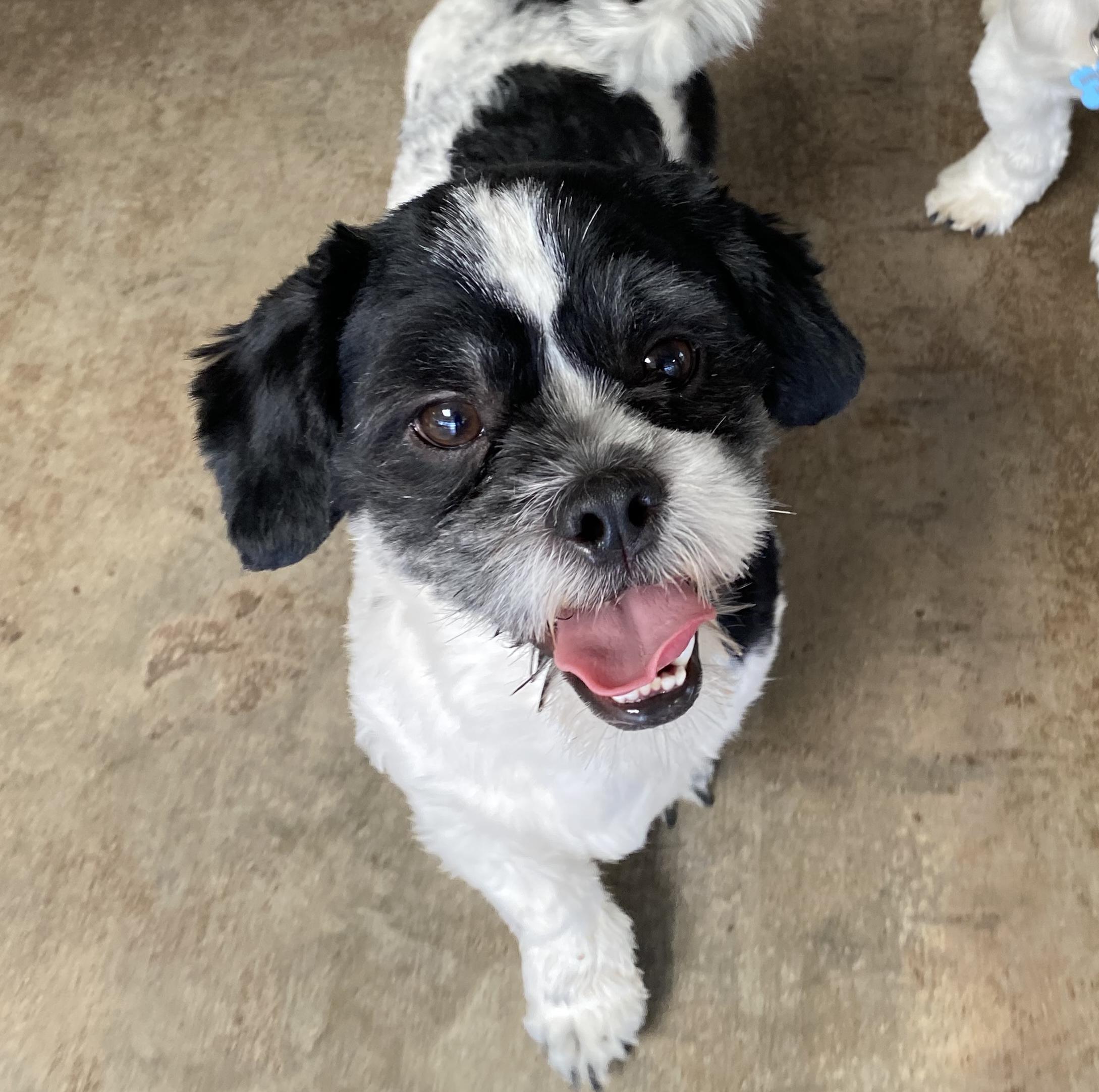 Dog for adoption - Finn, a Shih Tzu in El Paso, TX | Petfinder