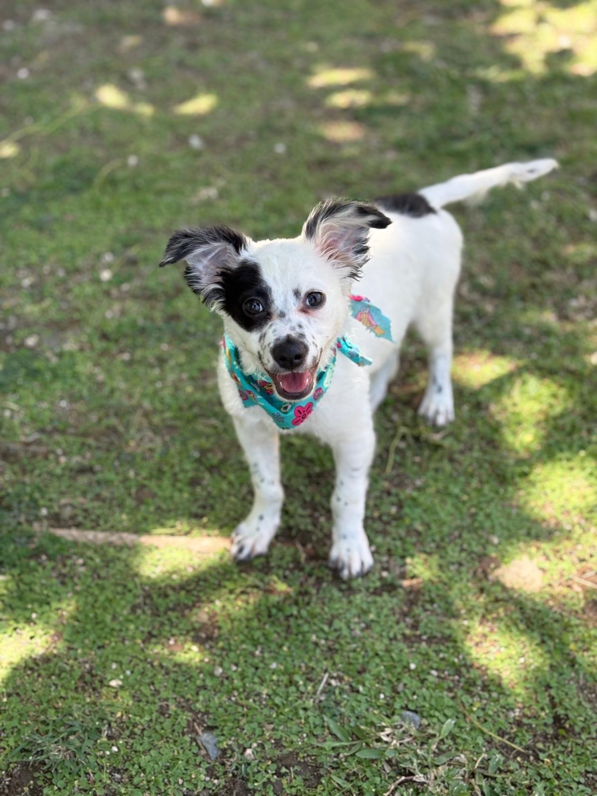 Dog for adoption - Anita., a Maltese & Chihuahua Mix in Boston, MA ...