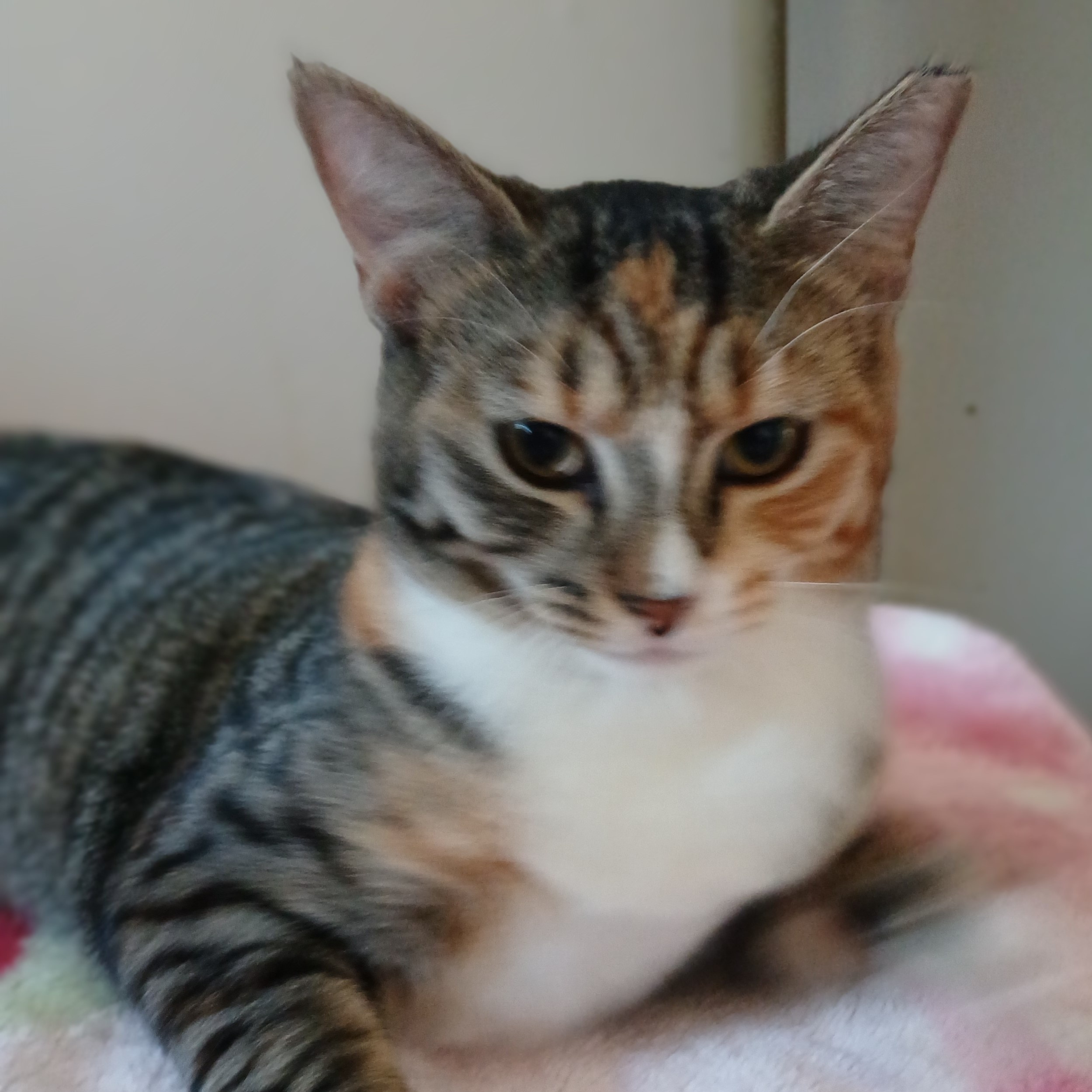 Cat for adoption - Briar Rose, a Domestic Short Hair & Torbie Mix in ...