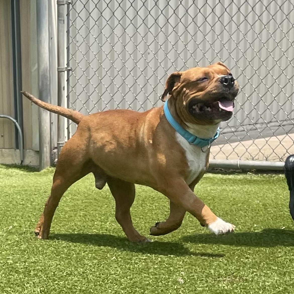 Dog for adoption - Bubba_2, a Staffordshire Bull Terrier Mix in Staten ...