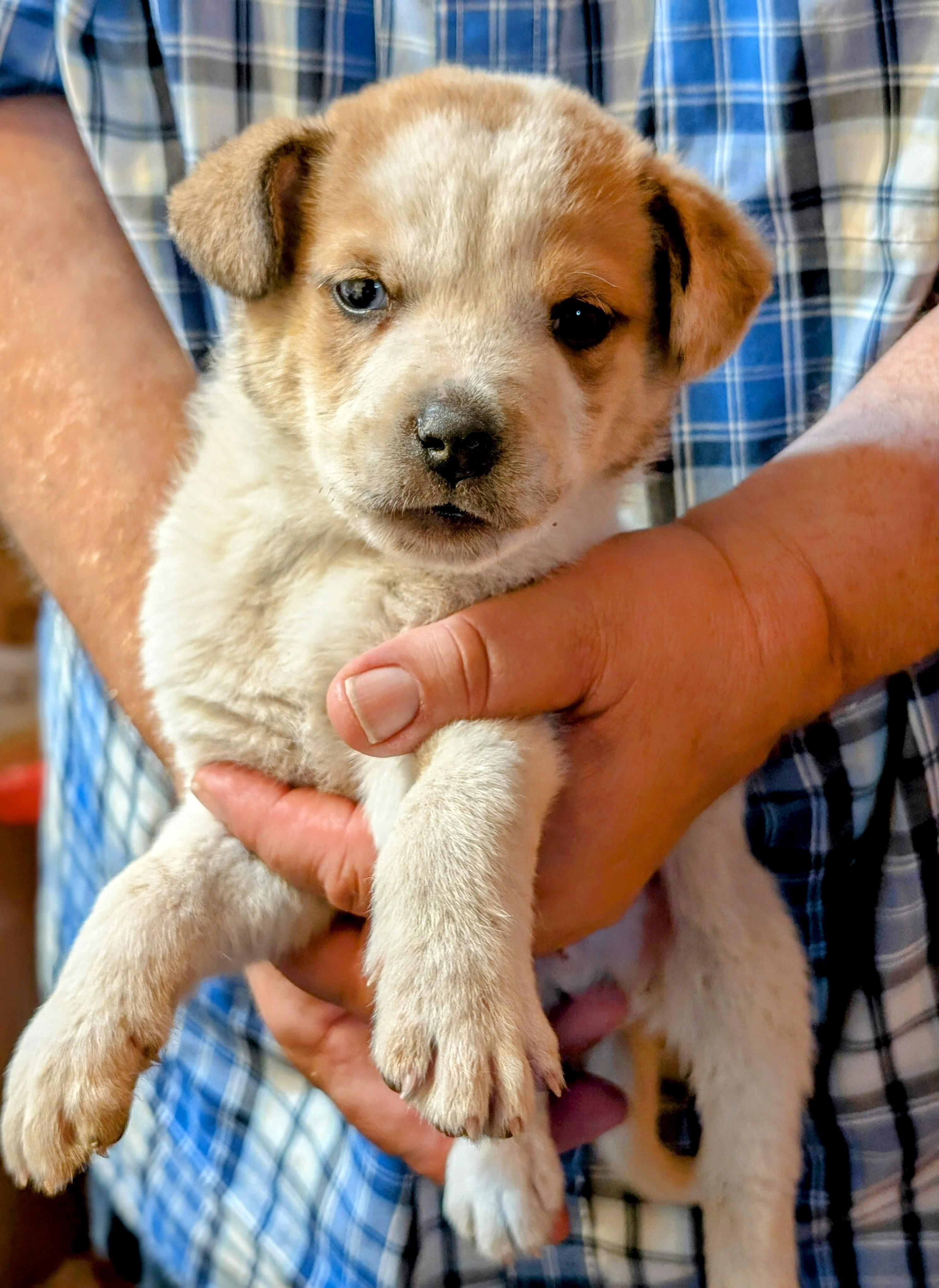 Dog for adoption - BERRY, a Cattle Dog Mix in Pena Blanca, NM | Petfinder