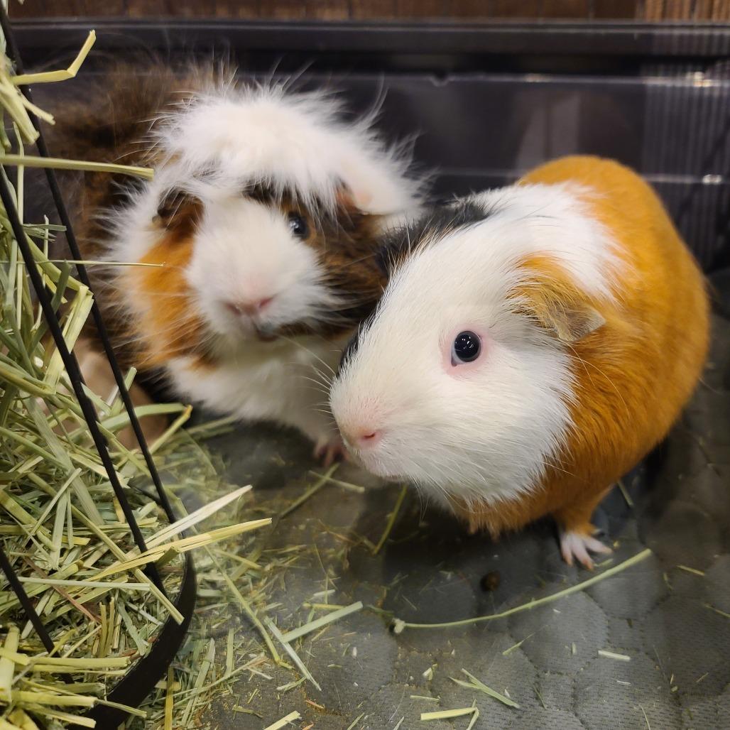 Guinea Pig for adoption - Annaken and Zeb, a Guinea Pig in Stokesdale ...